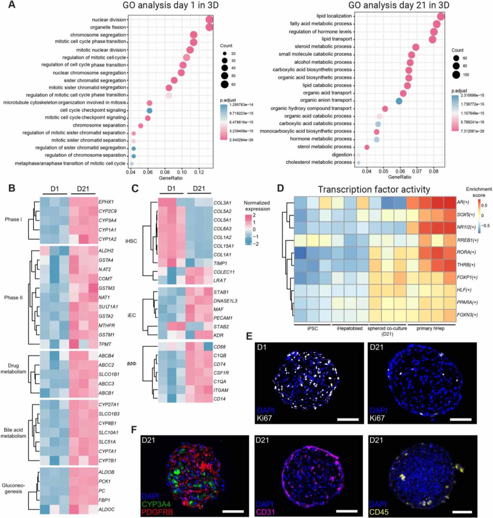 Human iPSC-derived liver co-culture spheroids to model liver fibrosis ...