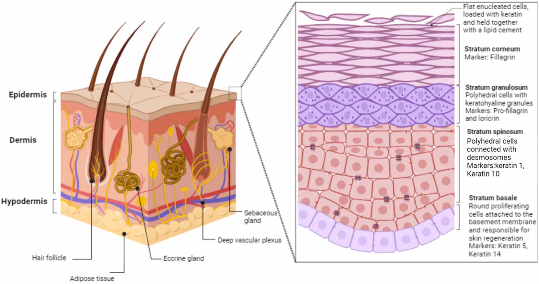 Skin-on-a-chip technologies towards clinical translation and ...