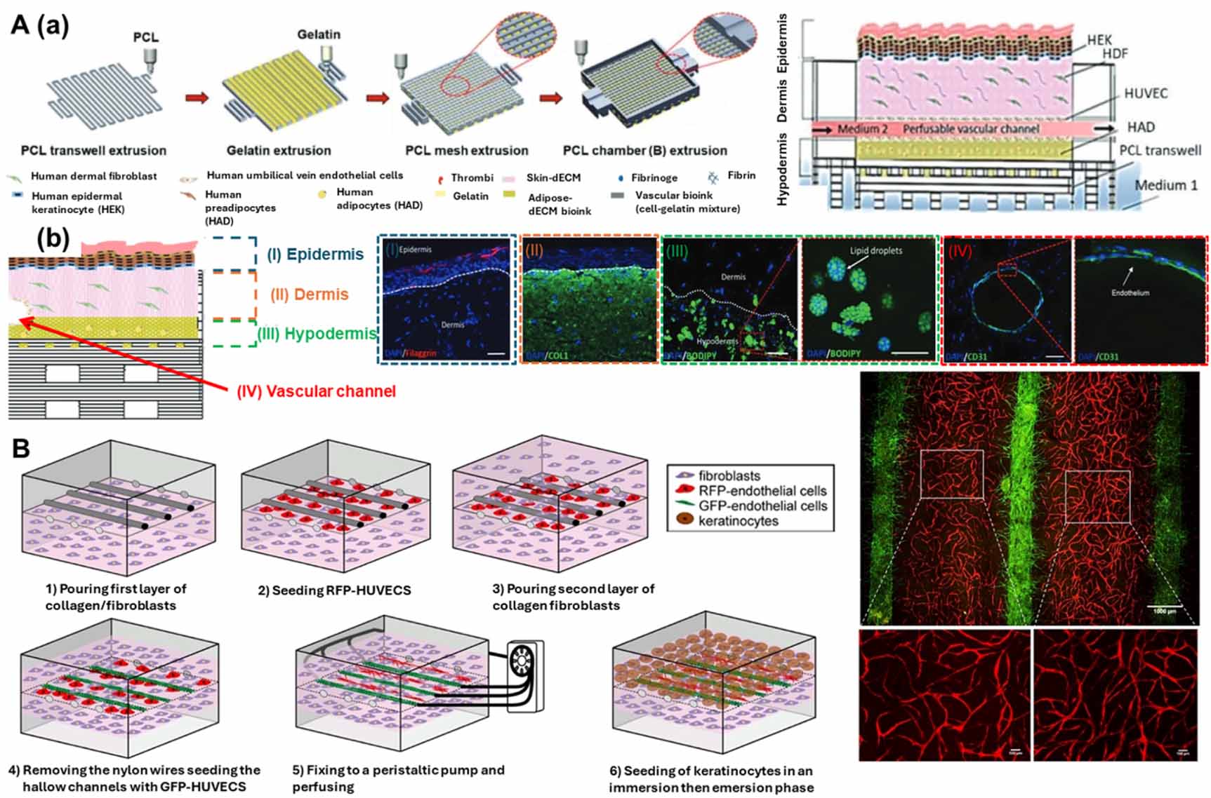 Skin-on-a-chip technologies towards clinical translation and ...