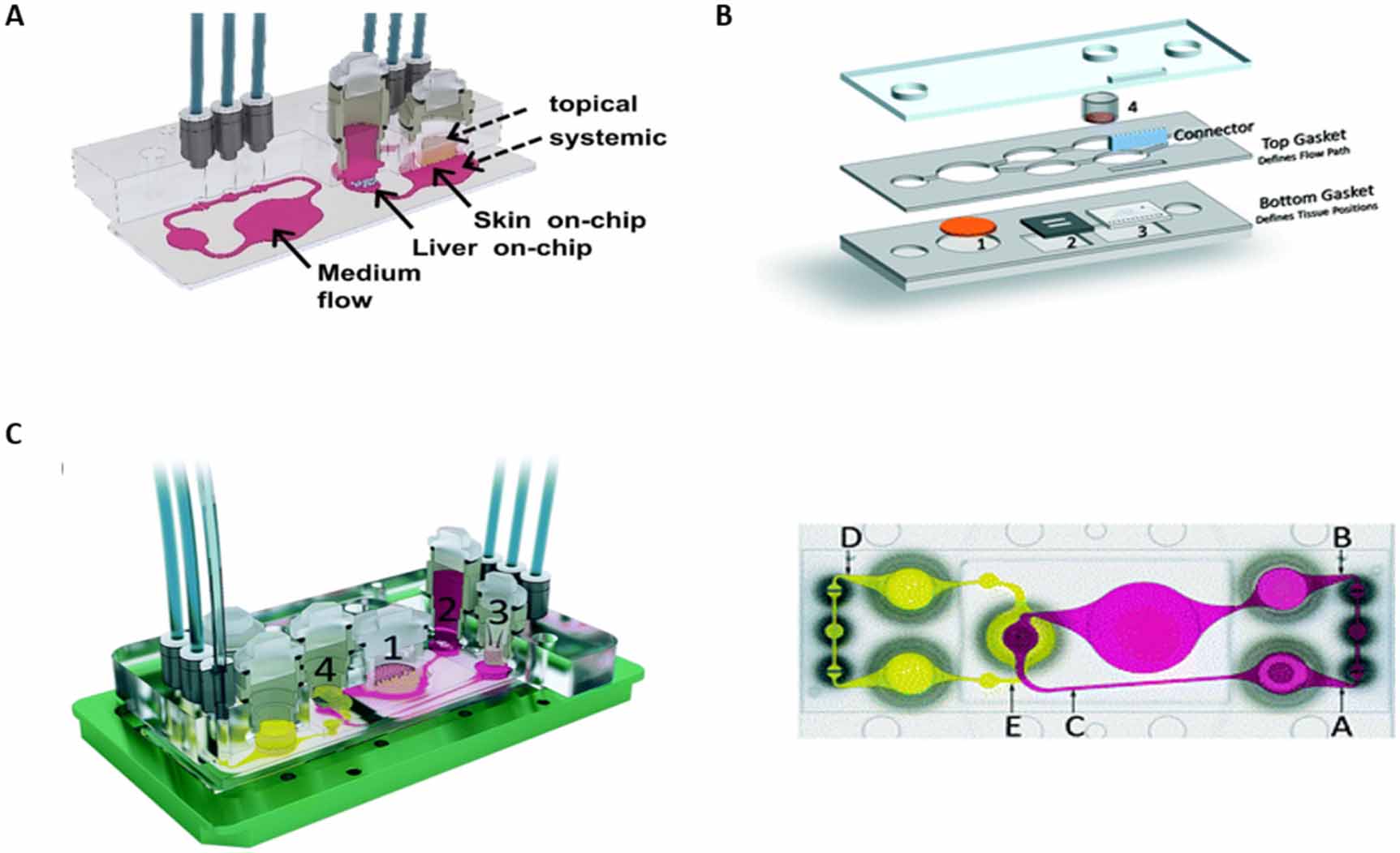 Skin-on-a-chip technologies towards clinical translation and ...