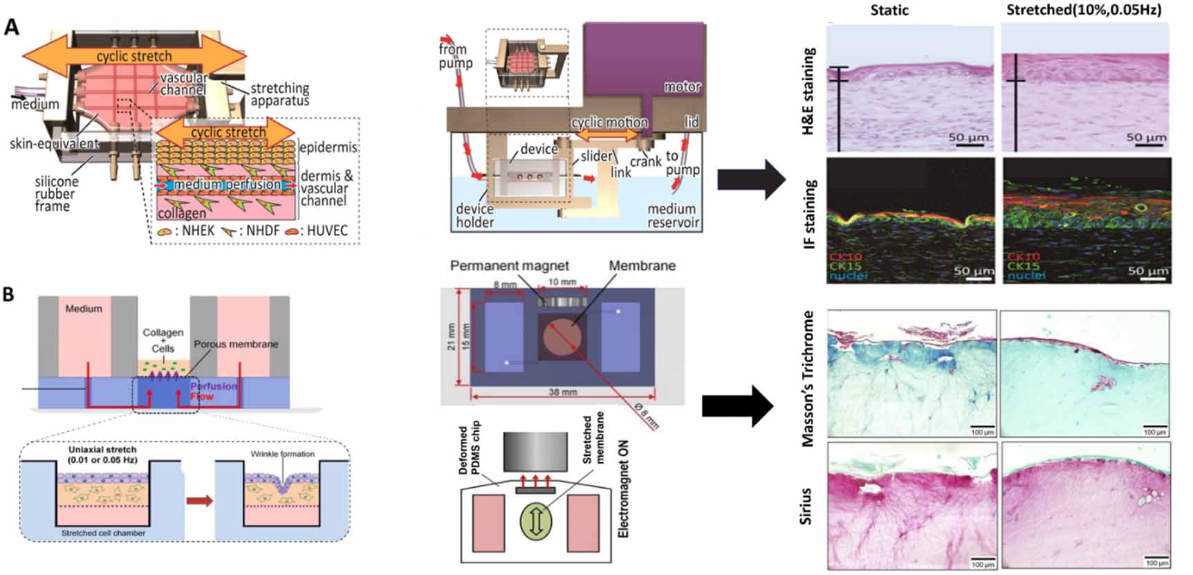 Skin-on-a-chip technologies towards clinical translation and ...