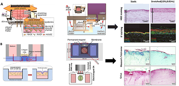 Skin-on-a-chip technologies towards clinical translation and ...