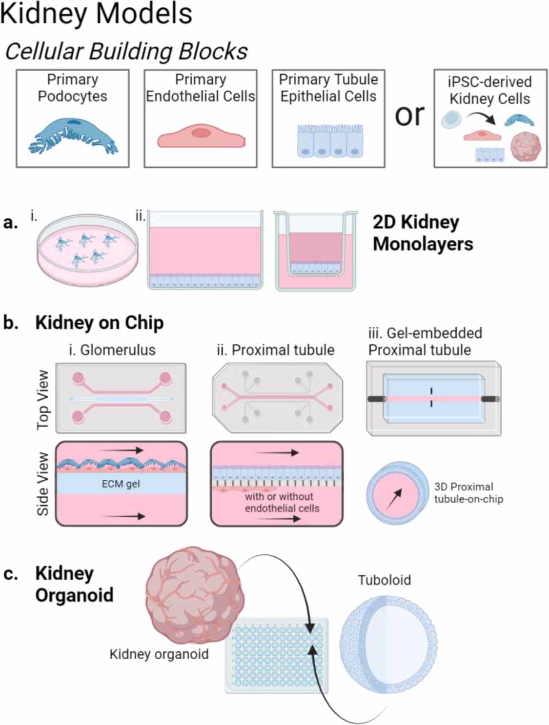 Complex in vitro models positioned for impact to drug testing in pharma ...