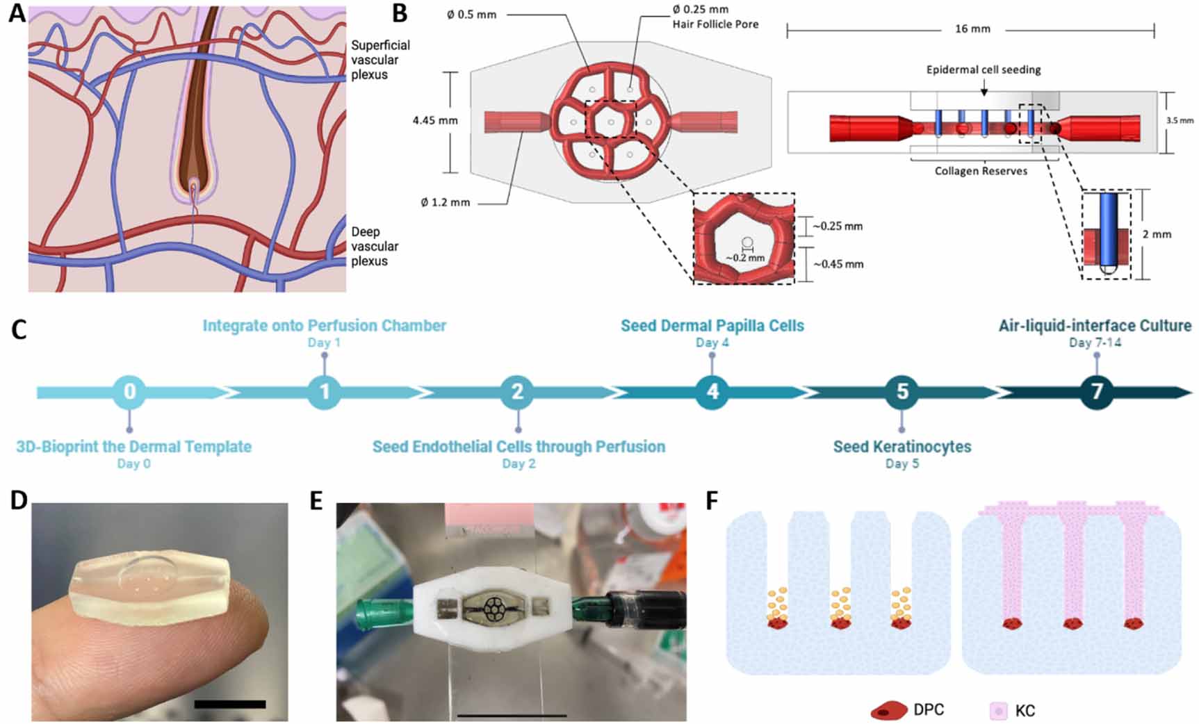 A biopsy-sized 3D skin model with a perifollicular vascular plexus ...