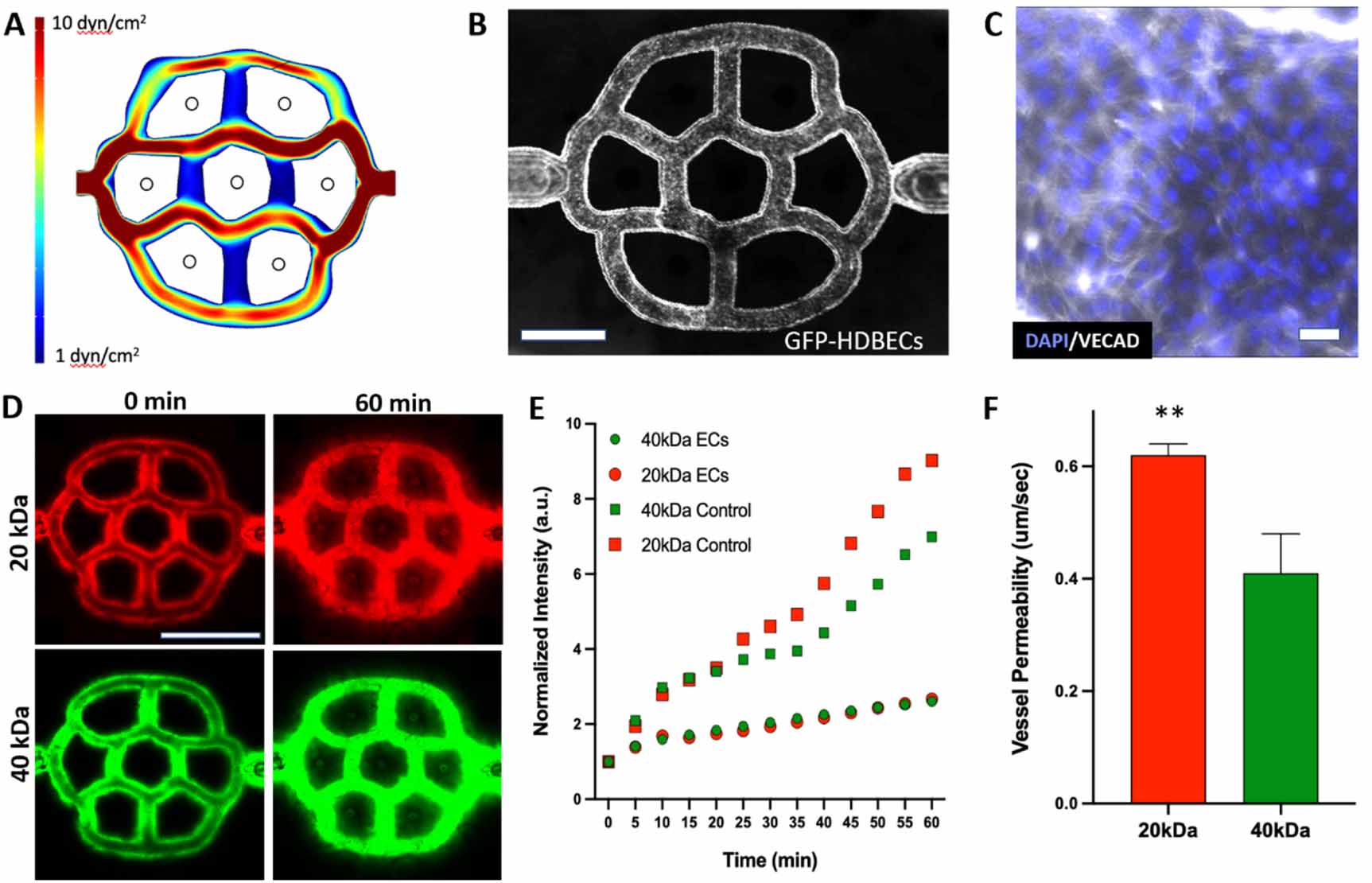 A biopsy-sized 3D skin model with a perifollicular vascular plexus ...