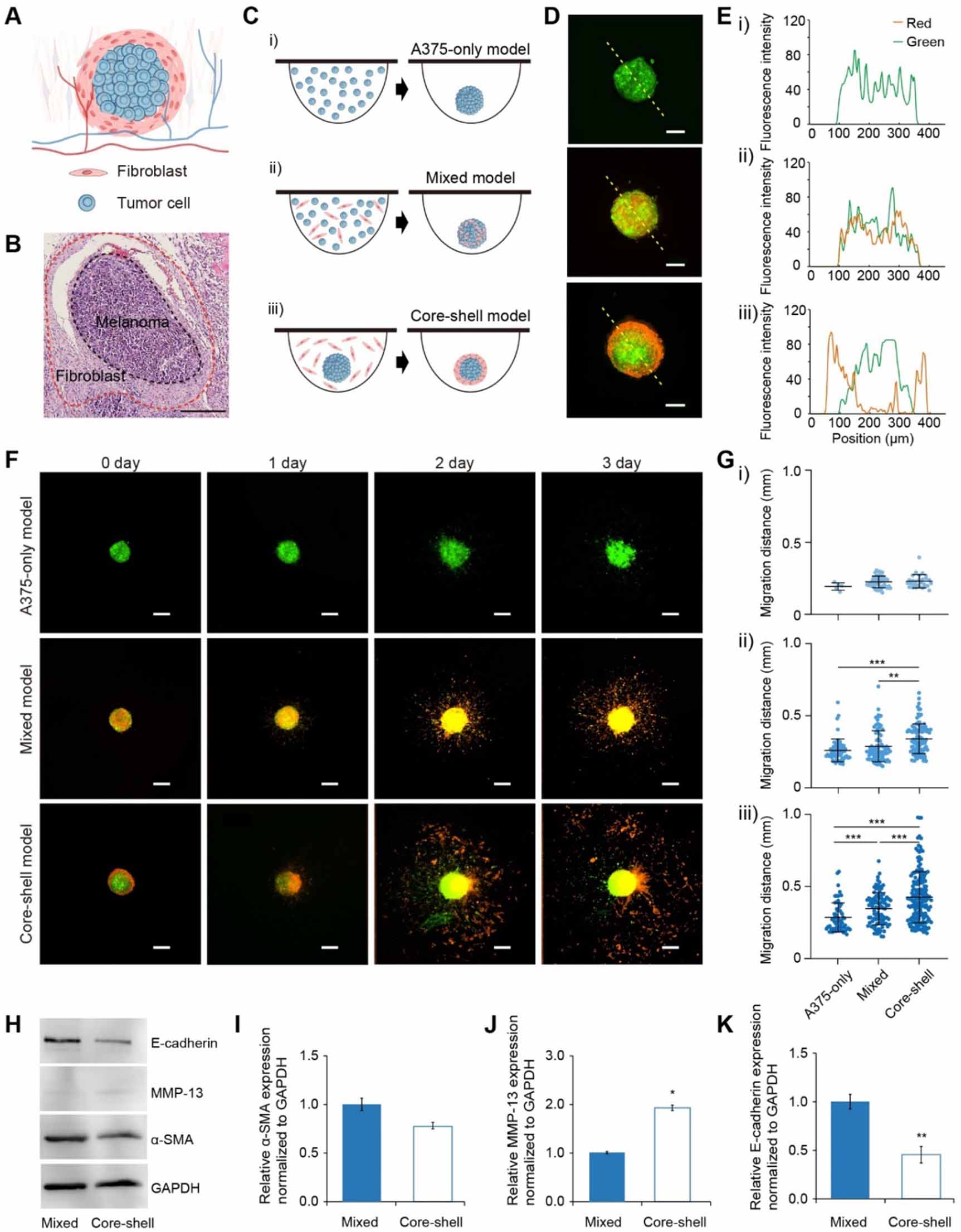 Fabrication of heterocellular spheroids with controllable core-shell ...
