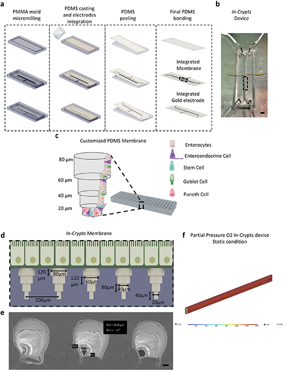 A novel membrane-on-chip guides morphogenesis for the reconstruction of ...