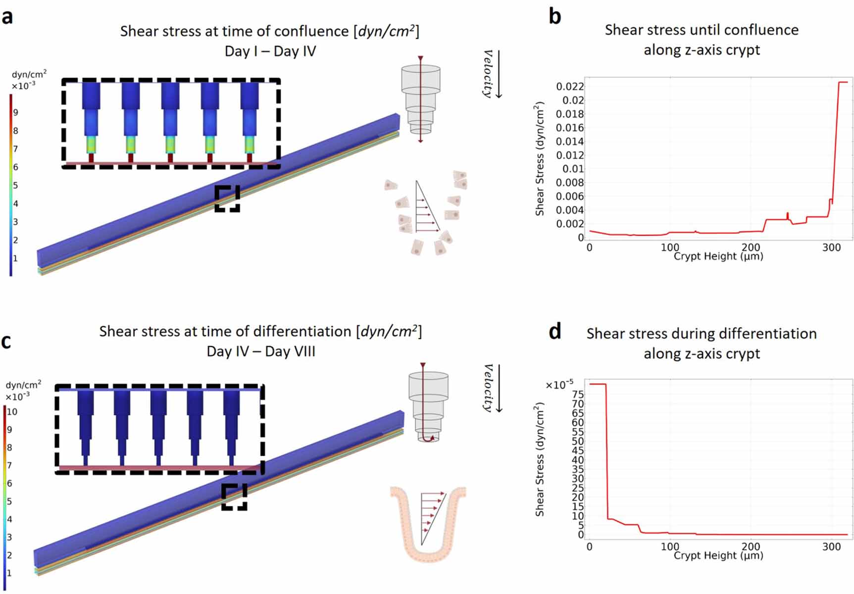 A novel membrane-on-chip guides morphogenesis for the reconstruction of ...