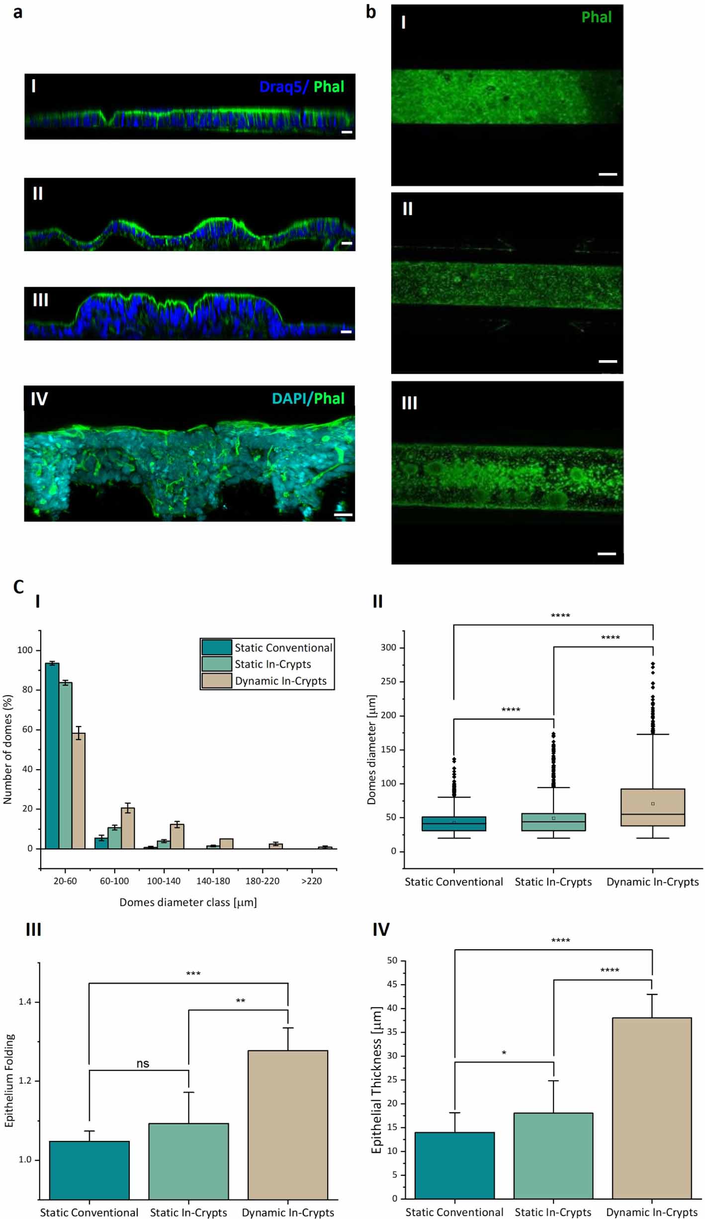 A novel membrane-on-chip guides morphogenesis for the reconstruction of ...