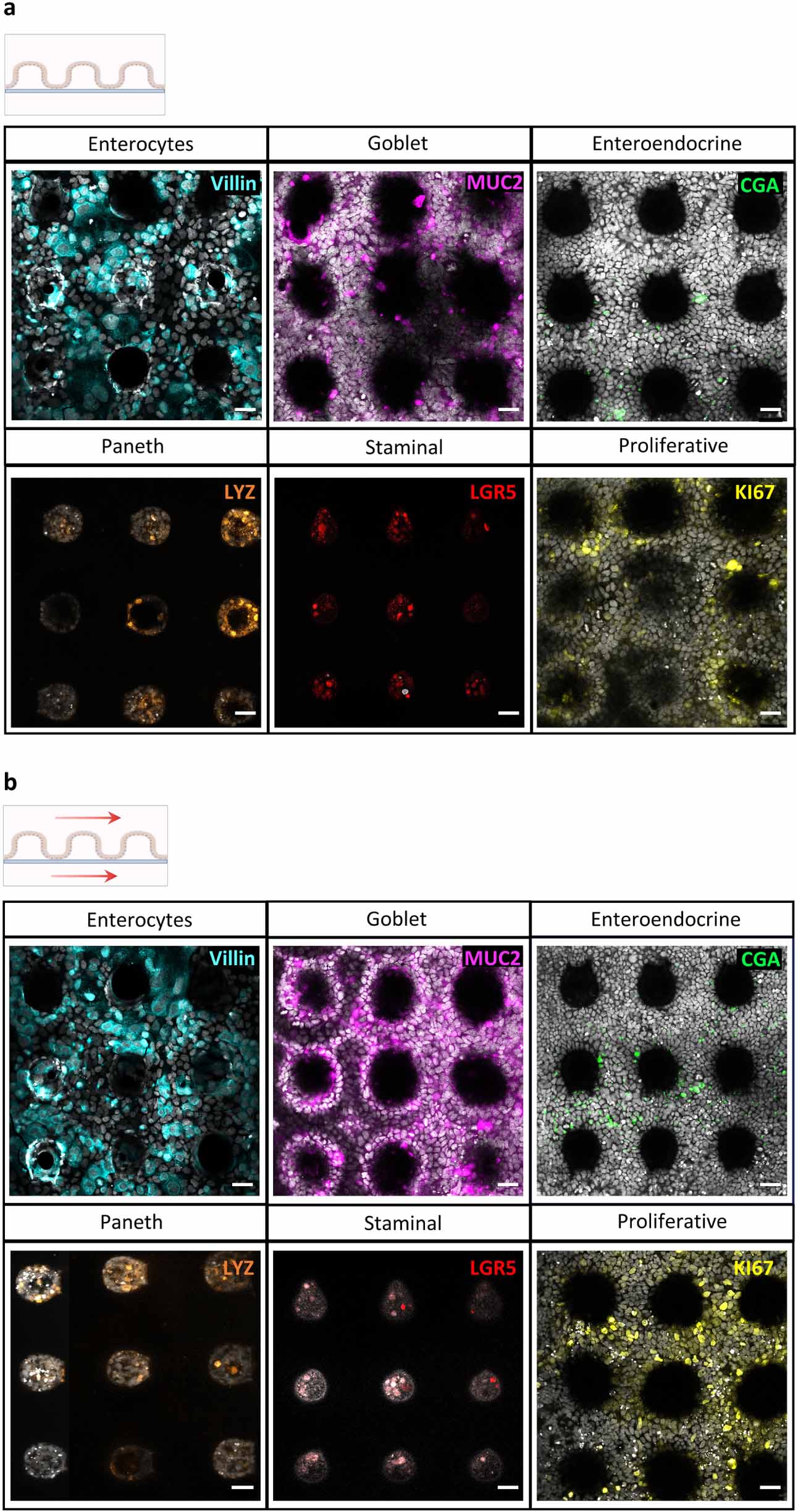 A novel membrane-on-chip guides morphogenesis for the reconstruction of ...