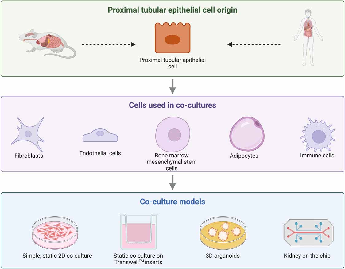 Narrative review of proximal tubular epithelial cell in-vitro co ...