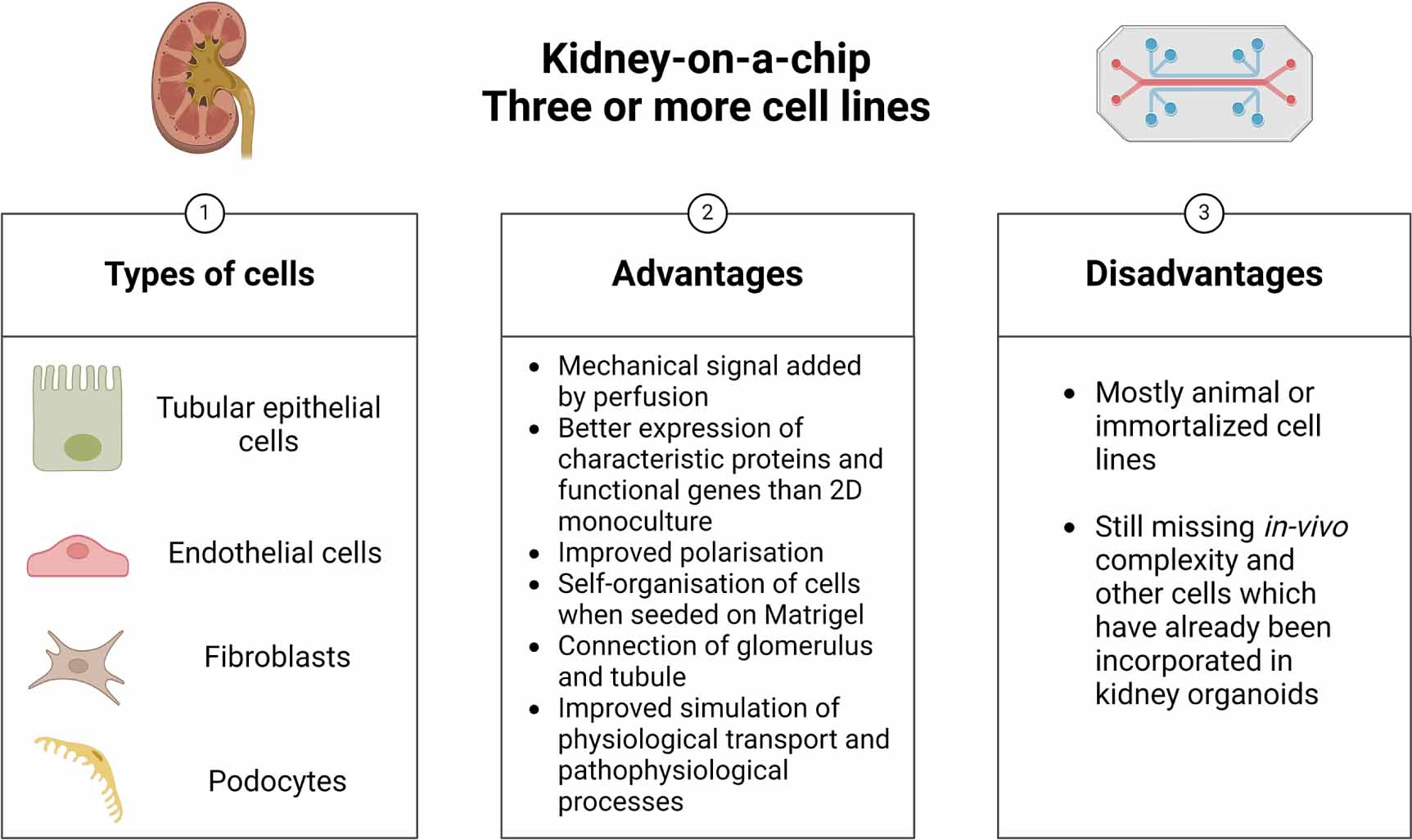 Narrative review of proximal tubular epithelial cell in-vitro co ...