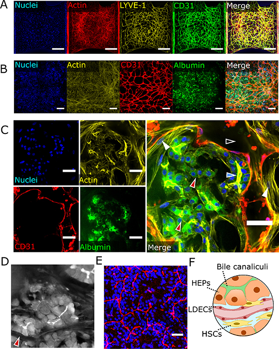A microvascularized in vitro liver model for disease modeling and drug ...