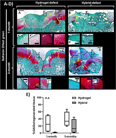 Comparison study on hyaline cartilage versus fibrocartilage formation ...