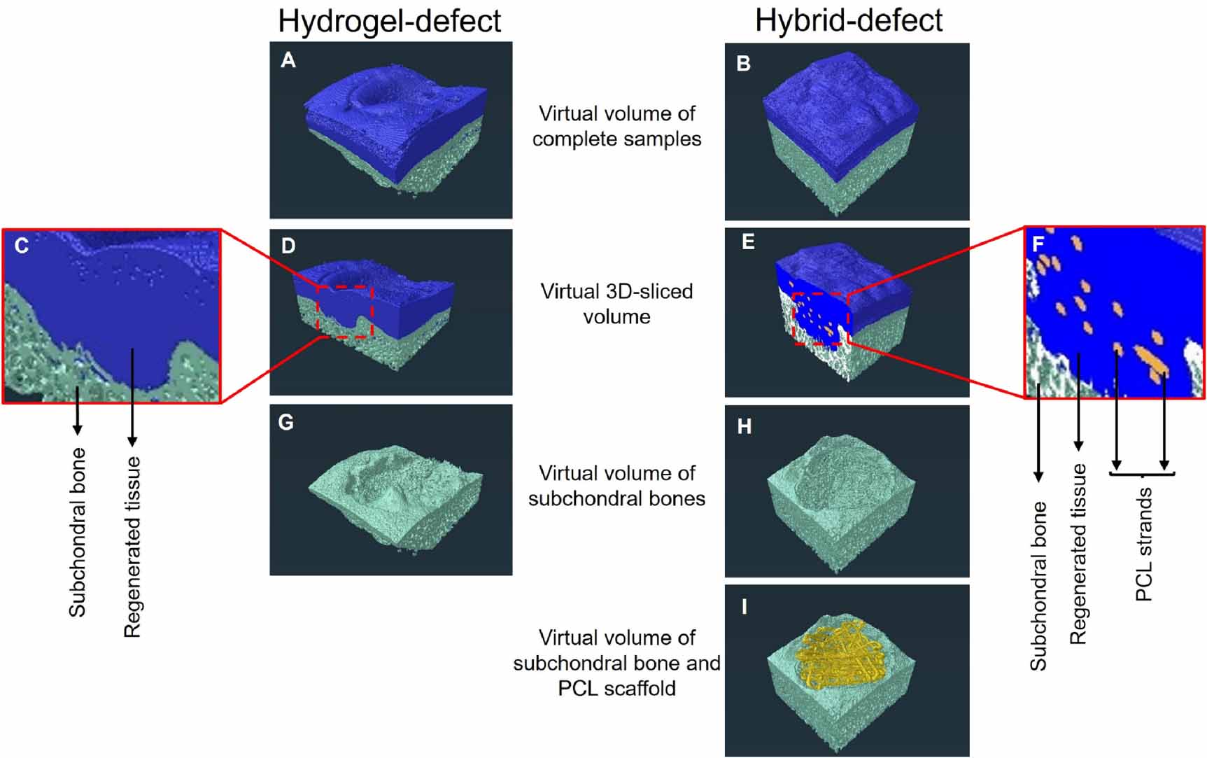 Comparison study on hyaline cartilage versus fibrocartilage formation ...