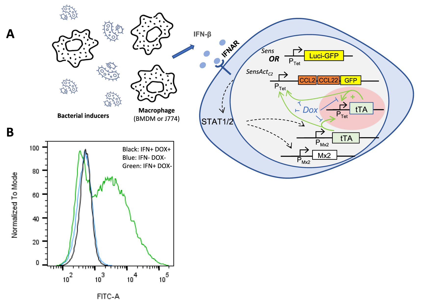 A generic cell-based biosensor converts bacterial infection signals ...
