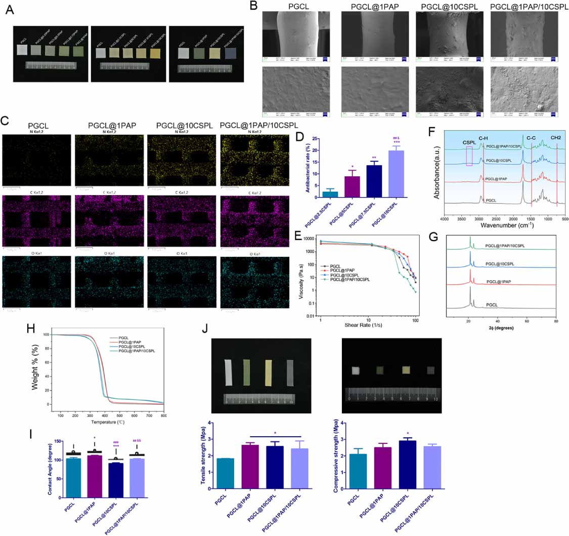 3D printed PGCL@PLA/10CSPL composite scaffolds loaded with fibronectin ...
