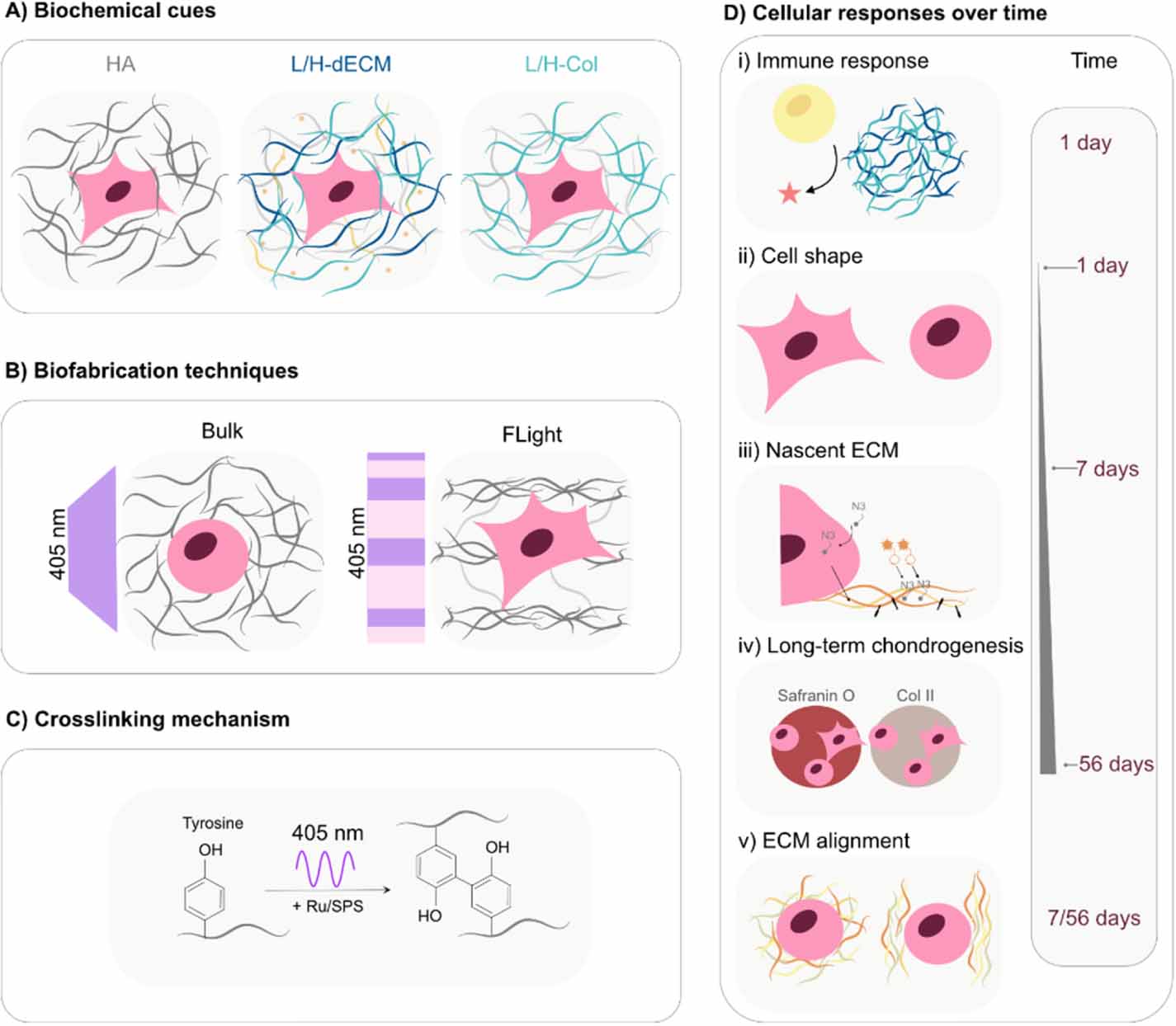 Biofabrication of anisotropic articular cartilage based on ...