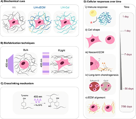 Biofabrication of anisotropic articular cartilage based on ...