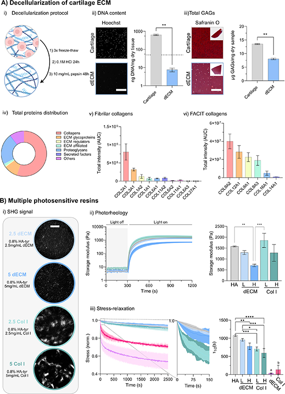 Biofabrication of anisotropic articular cartilage based on ...
