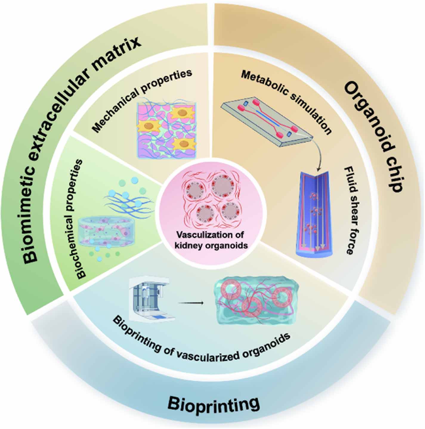 Application progress of bio-manufacturing technology in kidney organoids - IOPscience