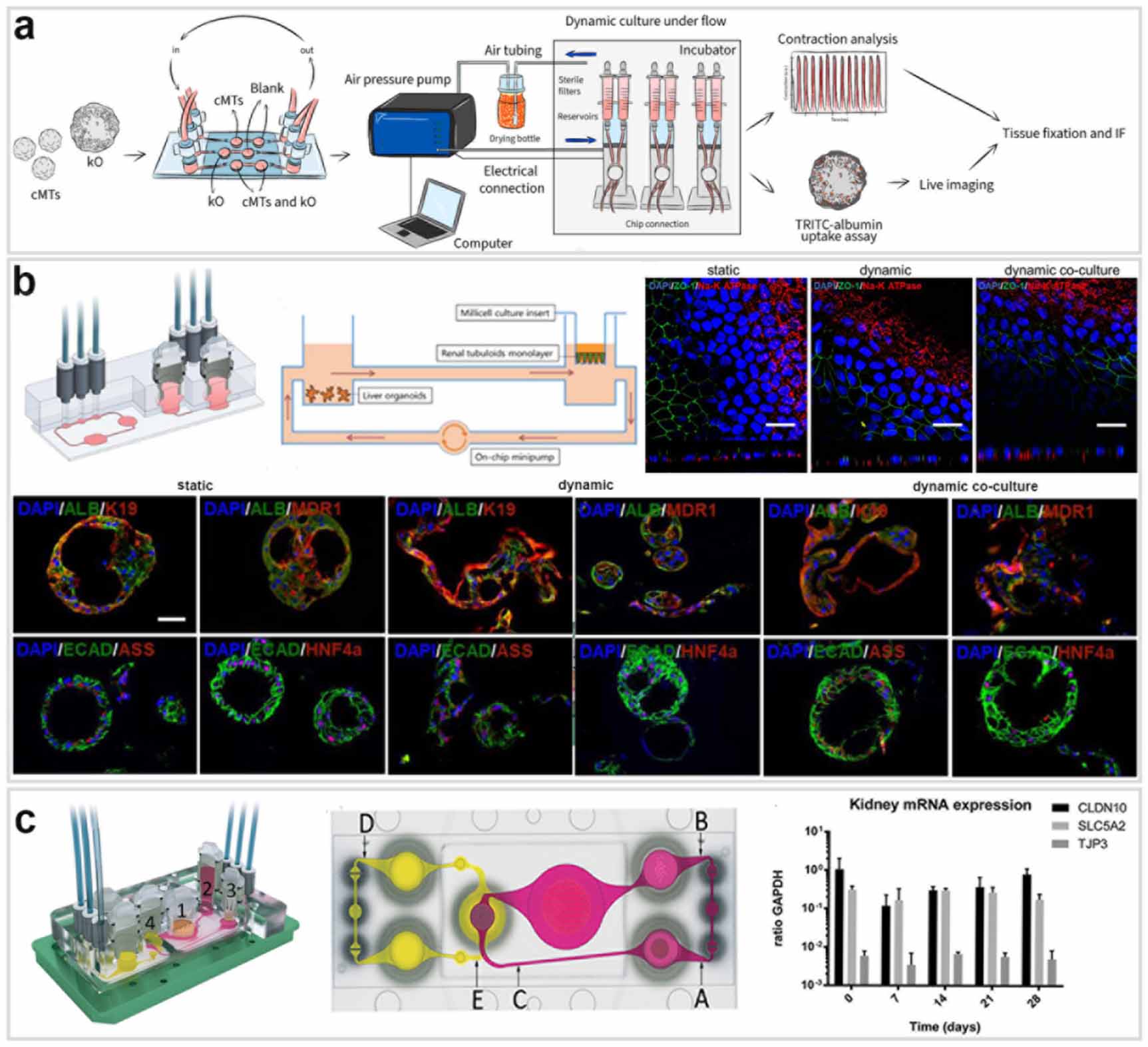 Application progress of bio-manufacturing technology in kidney ...