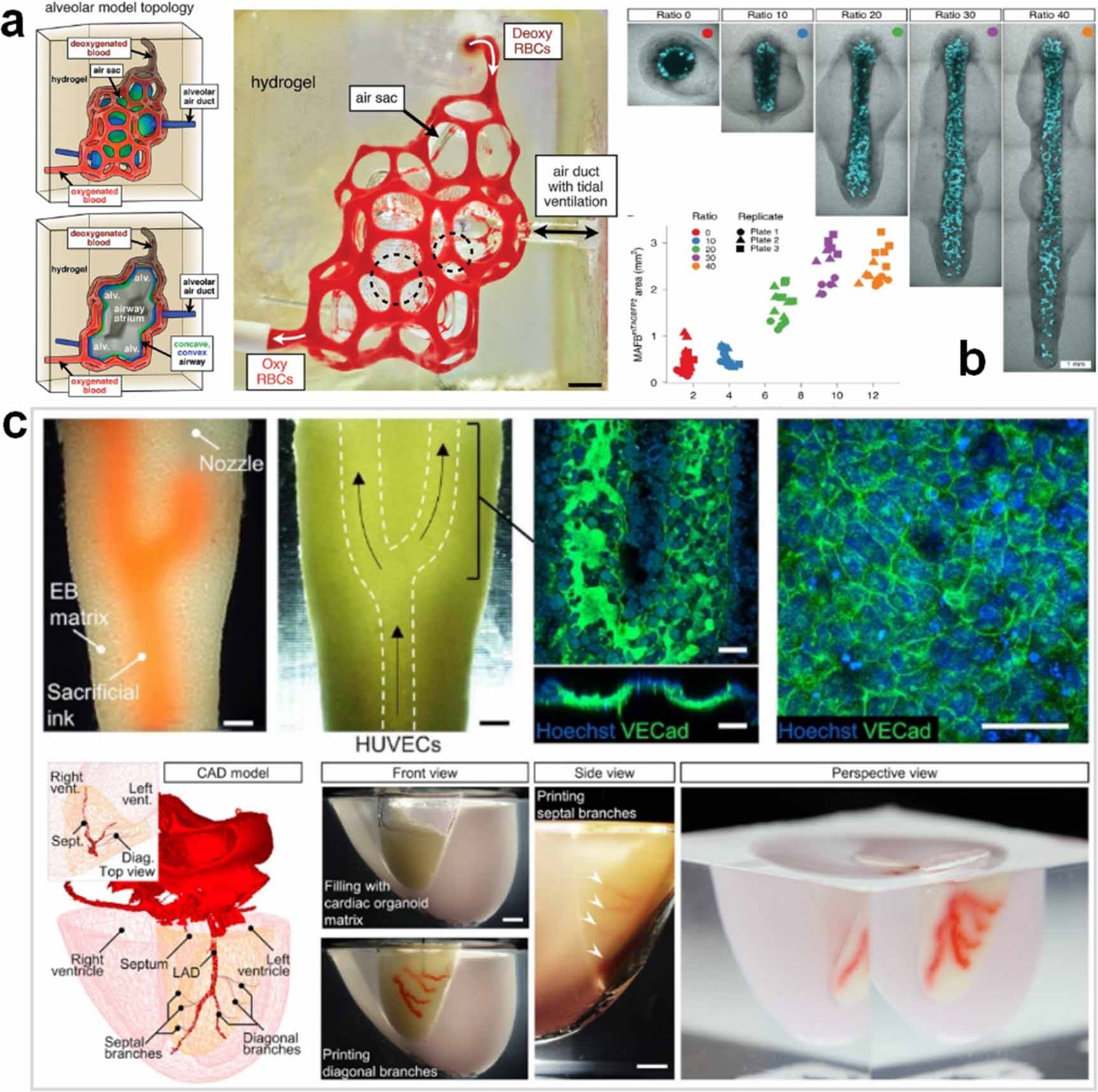 Application progress of bio-manufacturing technology in kidney ...