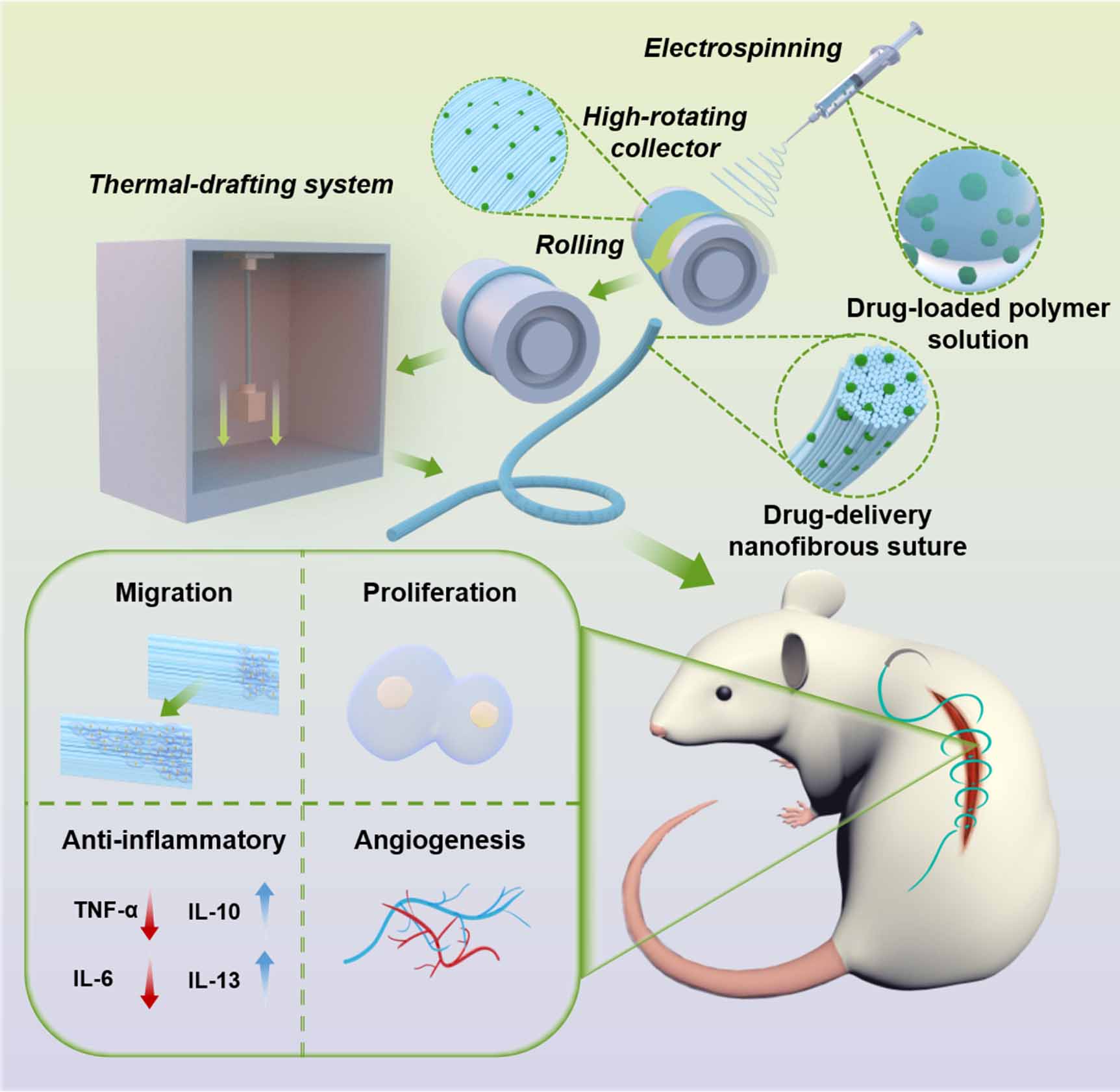 Electrospun robust, biodegradable, bioactive, and nanostructured ...