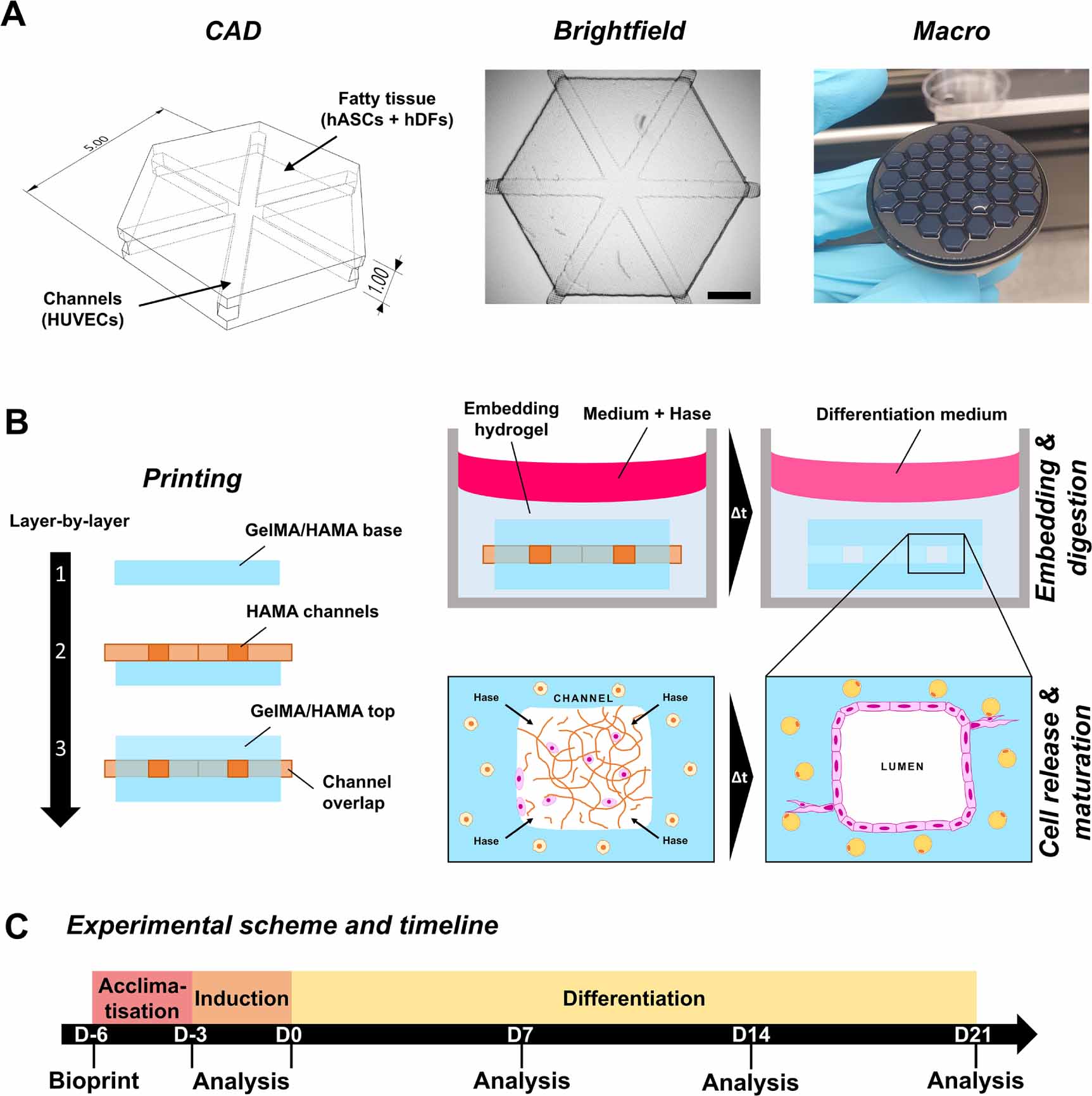 Light-based multi-material bioprinting of vascularised adipose tissue ...