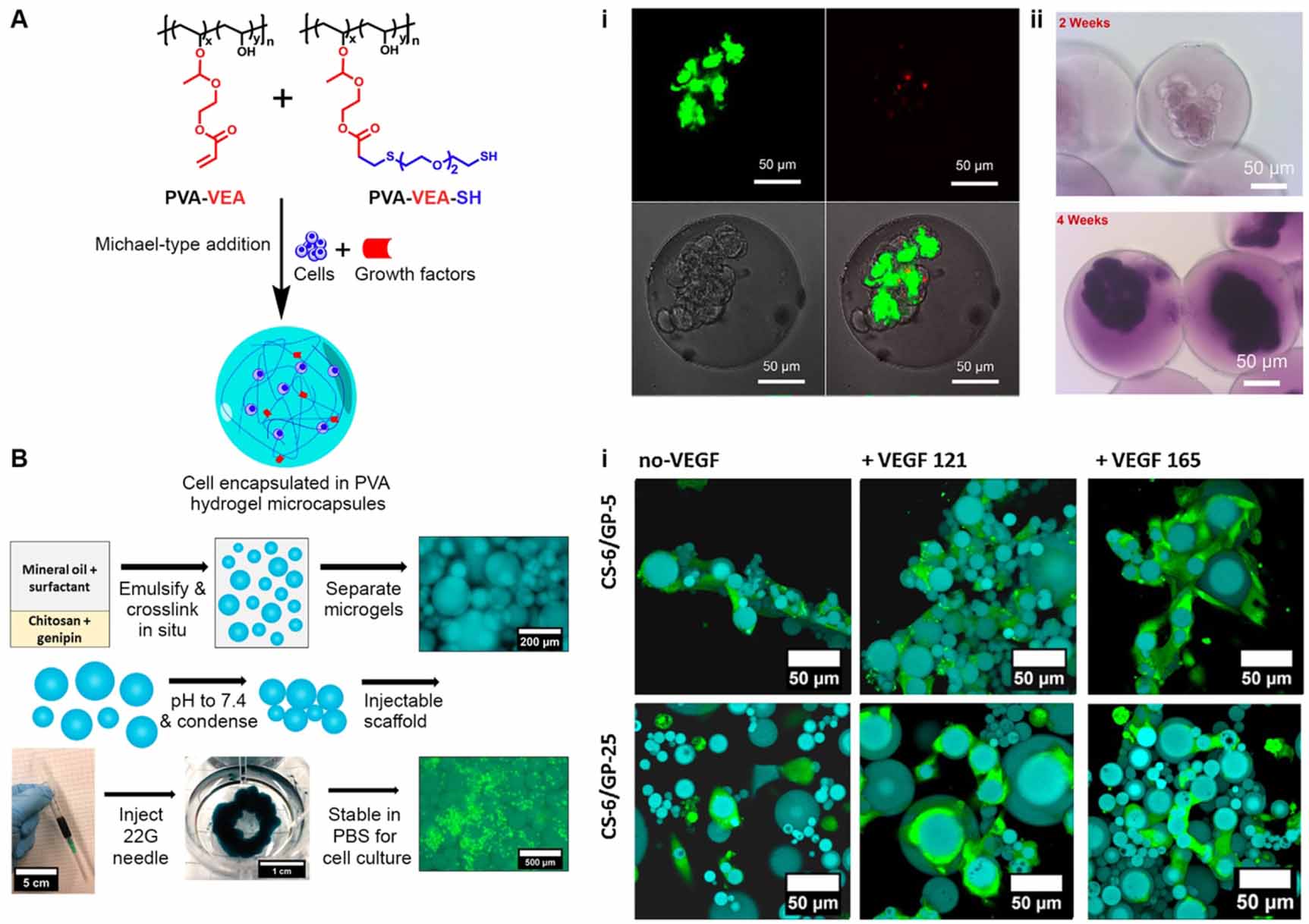 Injectable microgel and micro-granular hydrogels for bone tissue ...