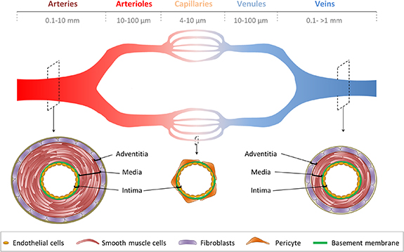 Development of small tissue engineered blood vessels and their clinical ...