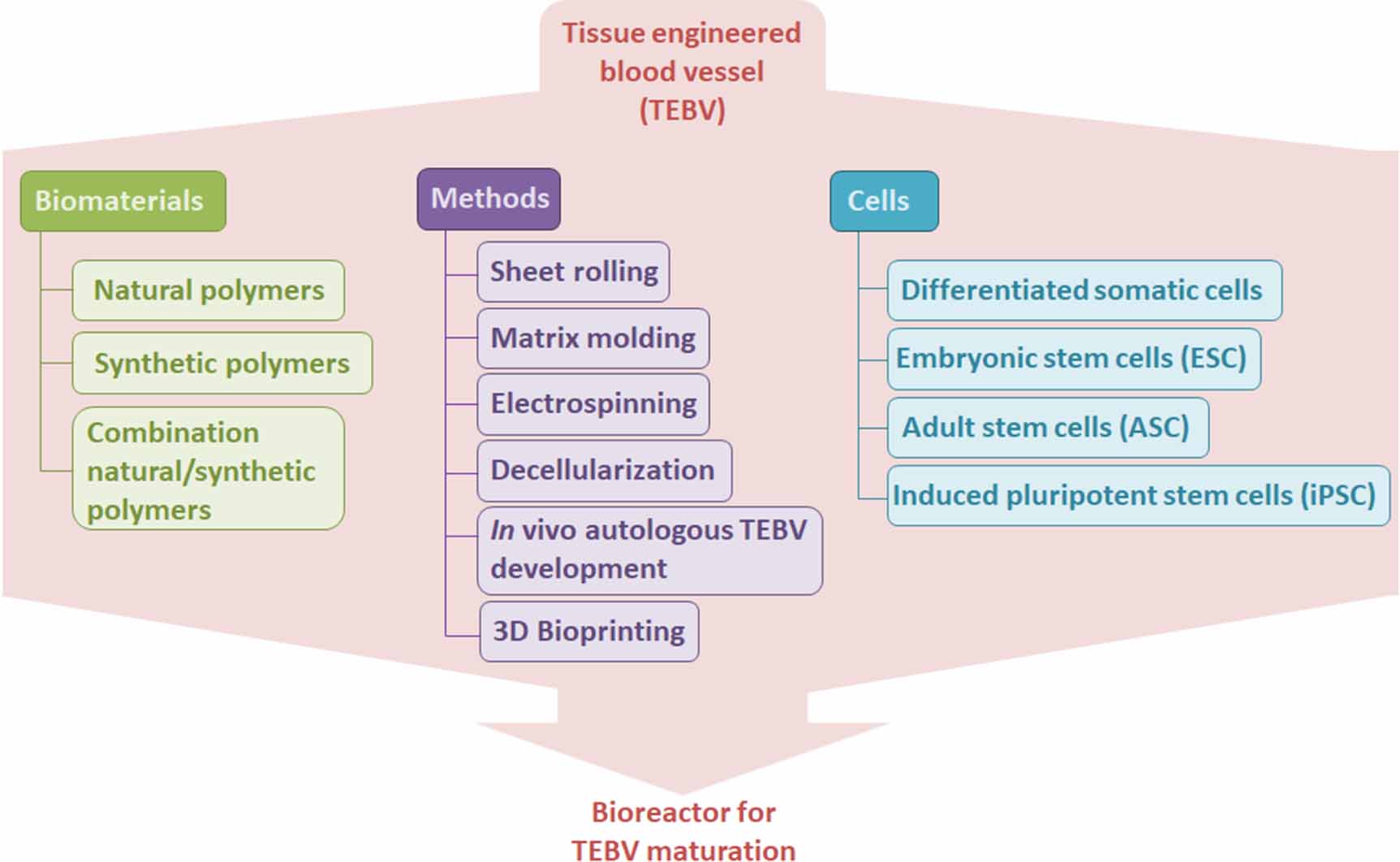 Development of small tissue engineered blood vessels and their clinical ...
