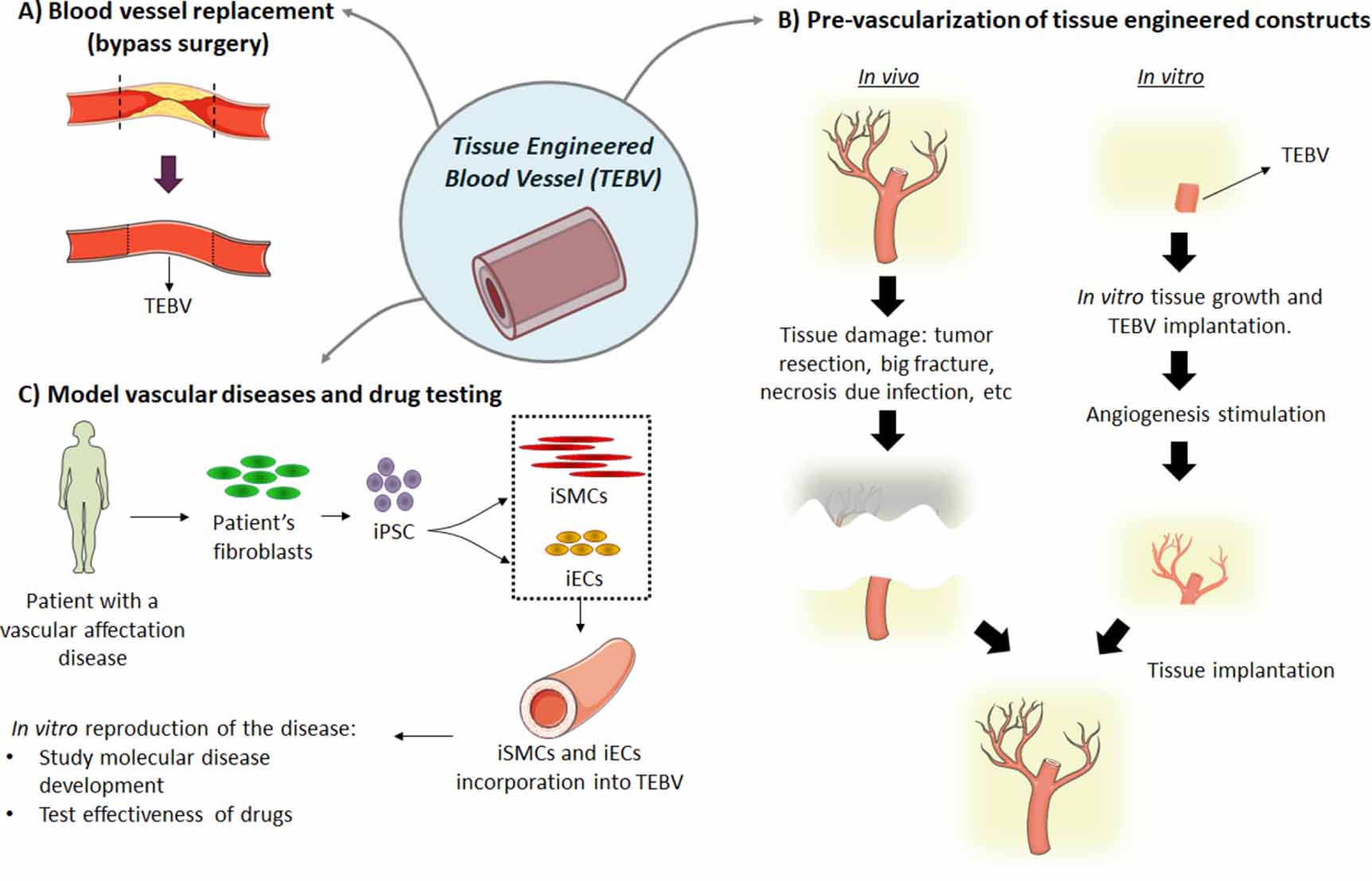 Development of small tissue engineered blood vessels and their clinical ...