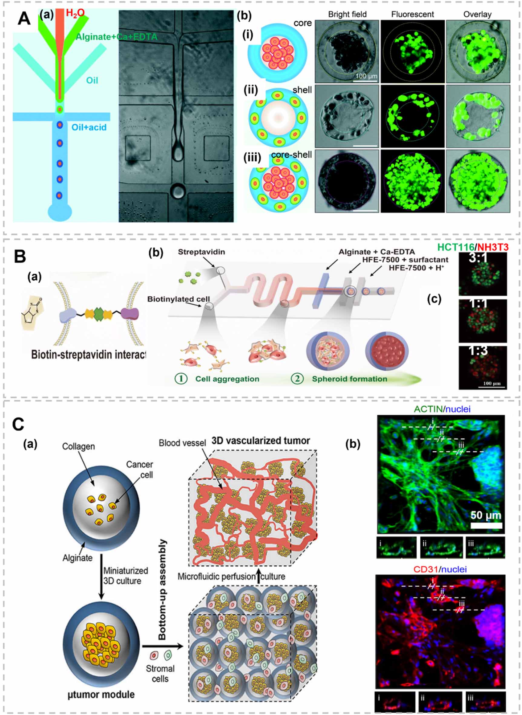 Advances in microfluidic biofabrication technology for bone metastasis ...