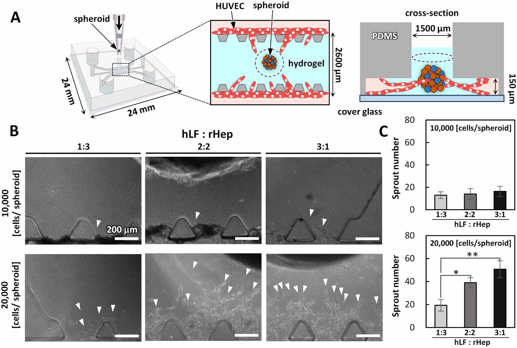 Construction of highly vascularized hepatic spheroids of primary ...