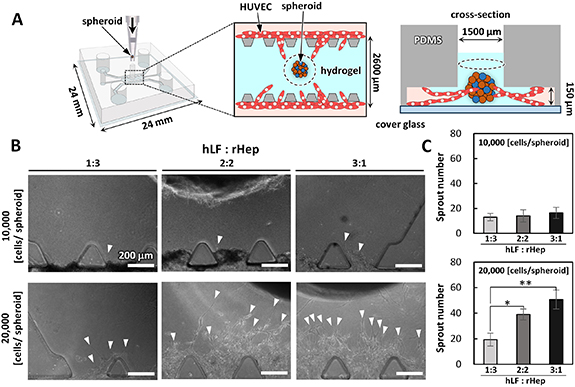 Construction of highly vascularized hepatic spheroids of primary ...