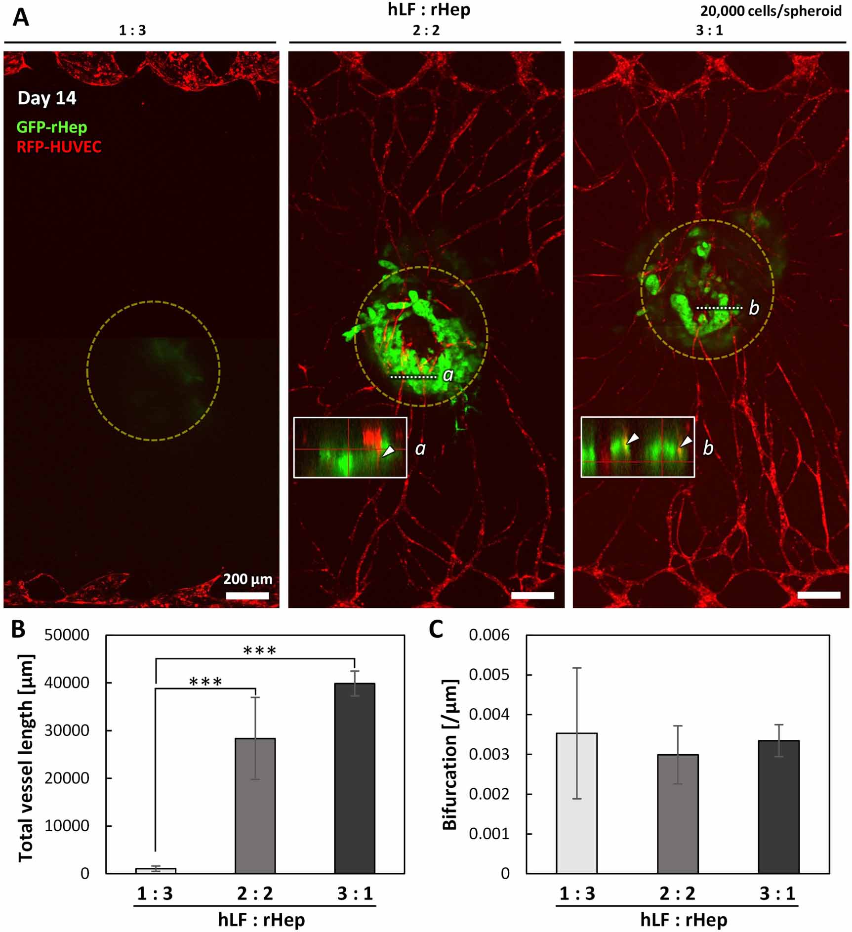 Construction of highly vascularized hepatic spheroids of primary ...