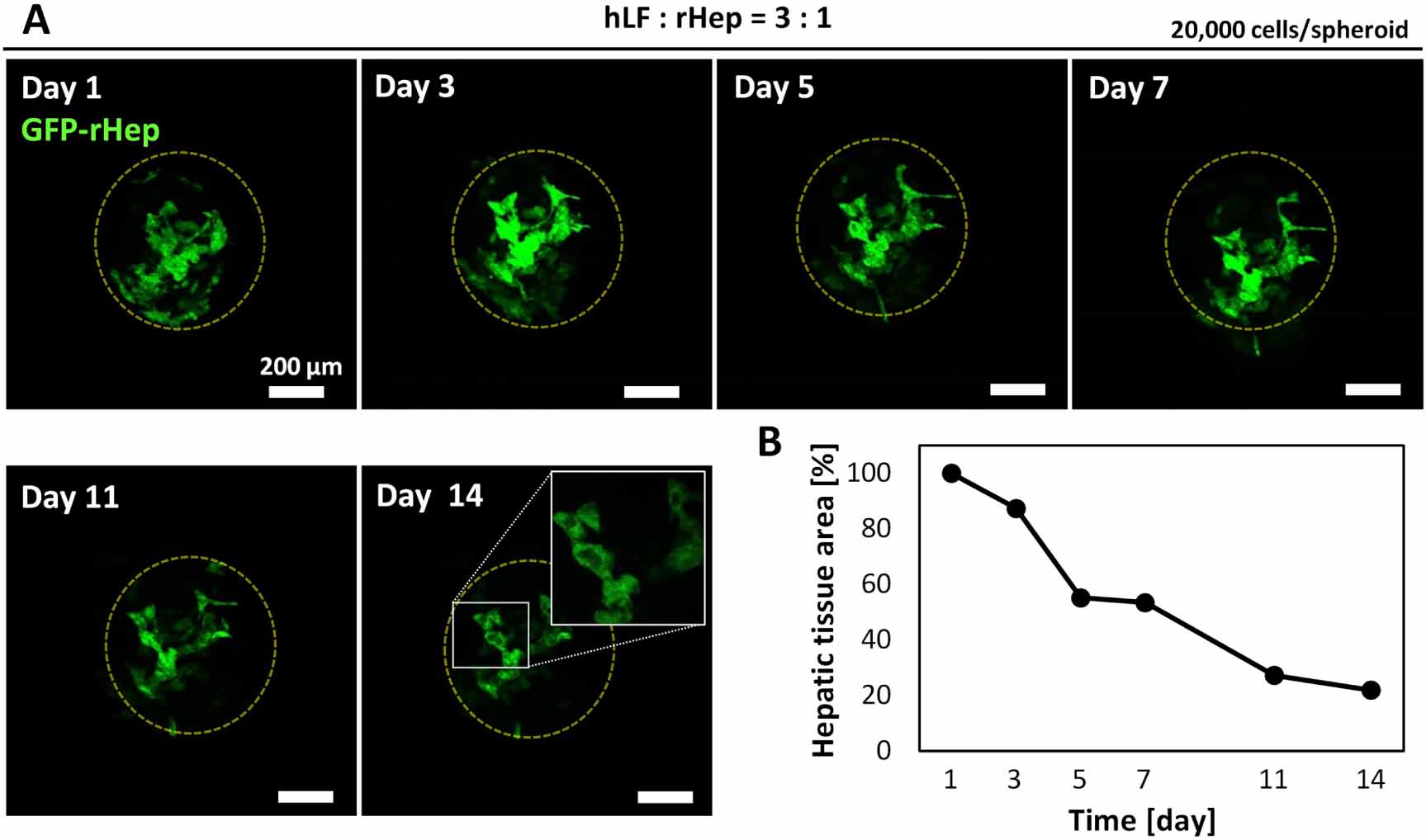 Construction of highly vascularized hepatic spheroids of primary ...