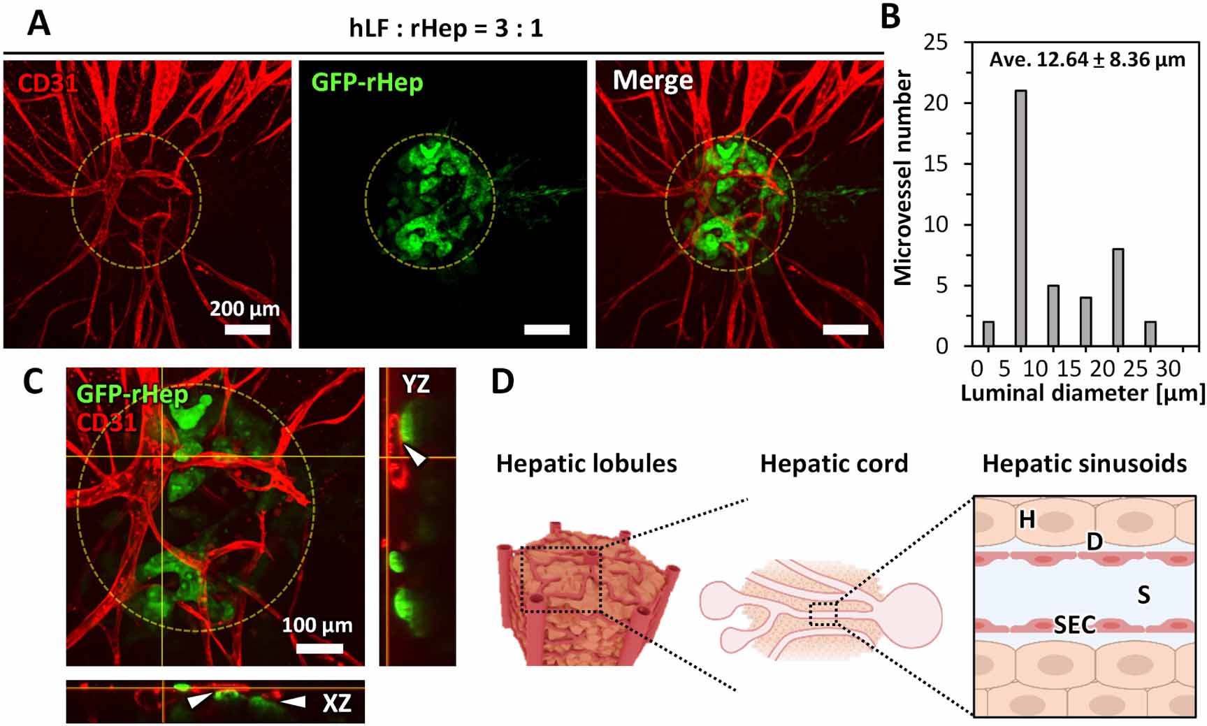 Construction of highly vascularized hepatic spheroids of primary ...