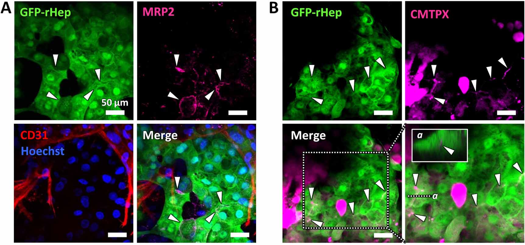 Construction of highly vascularized hepatic spheroids of primary ...