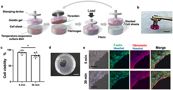 Cardiomyocyte sheet stacking using fibrin enables high-speed ...