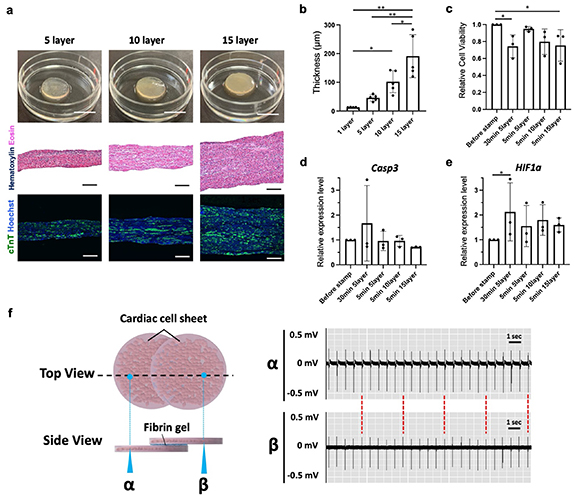 Cardiomyocyte sheet stacking using fibrin enables high-speed ...