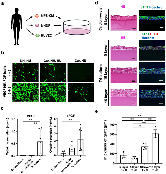 Cardiomyocyte sheet stacking using fibrin enables high-speed ...