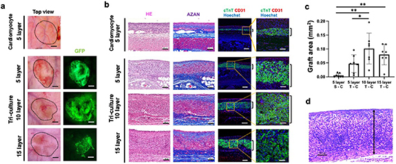 Cardiomyocyte sheet stacking using fibrin enables high-speed ...