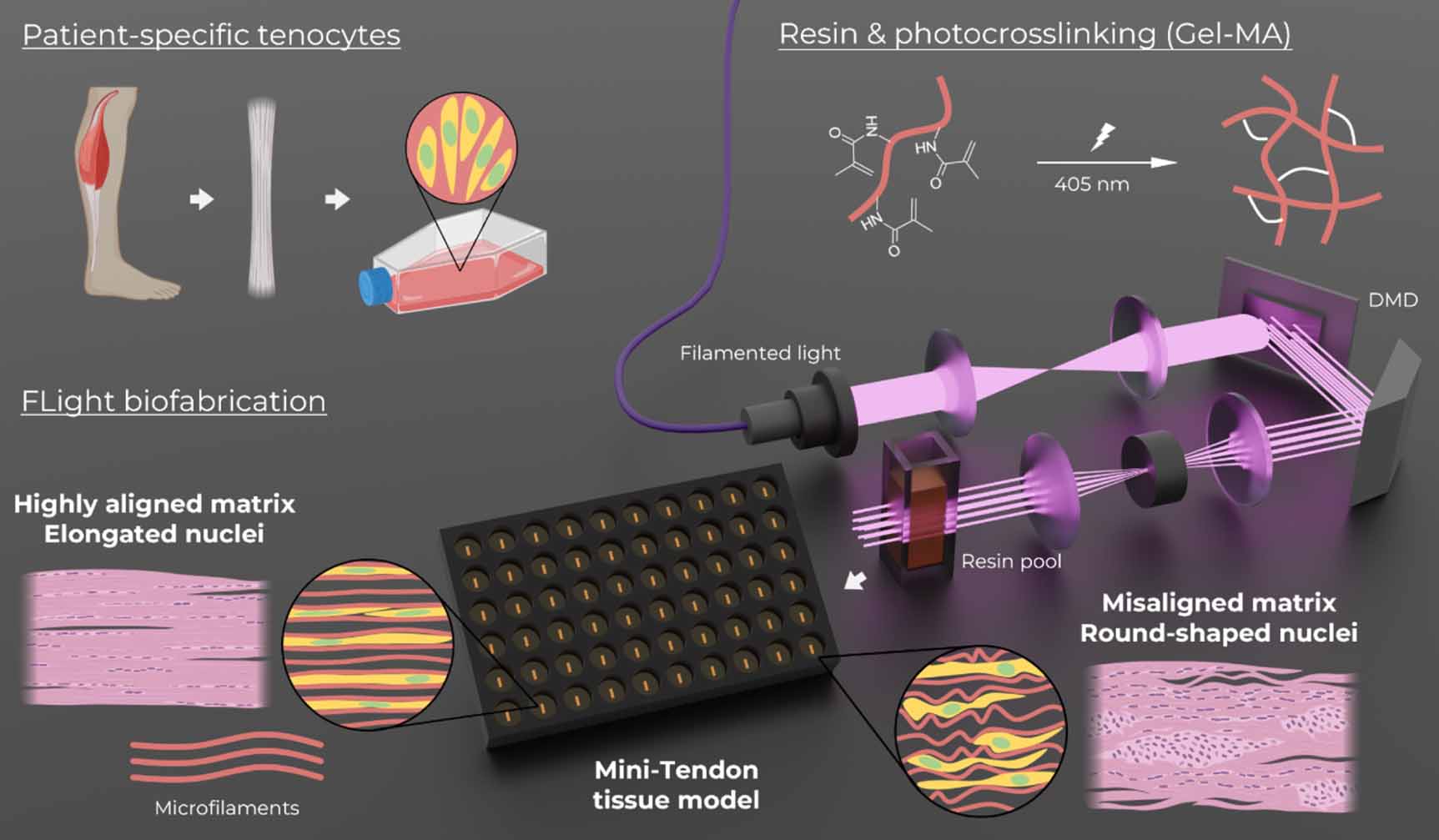 Filamented light (FLight) biofabrication of mini-tendon models show ...