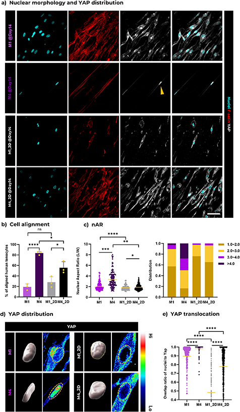 Filamented light (FLight) biofabrication of mini-tendon models show ...