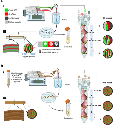 Biofabrication of microstructured bacterial ecosystems using chaotic ...