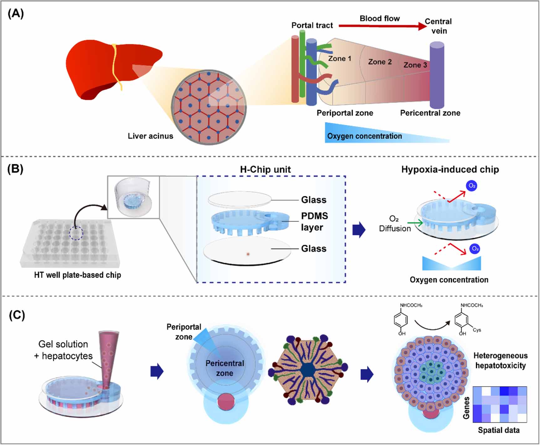 A hepatic zonation chip with an oxygen concentration gradient embracing ...