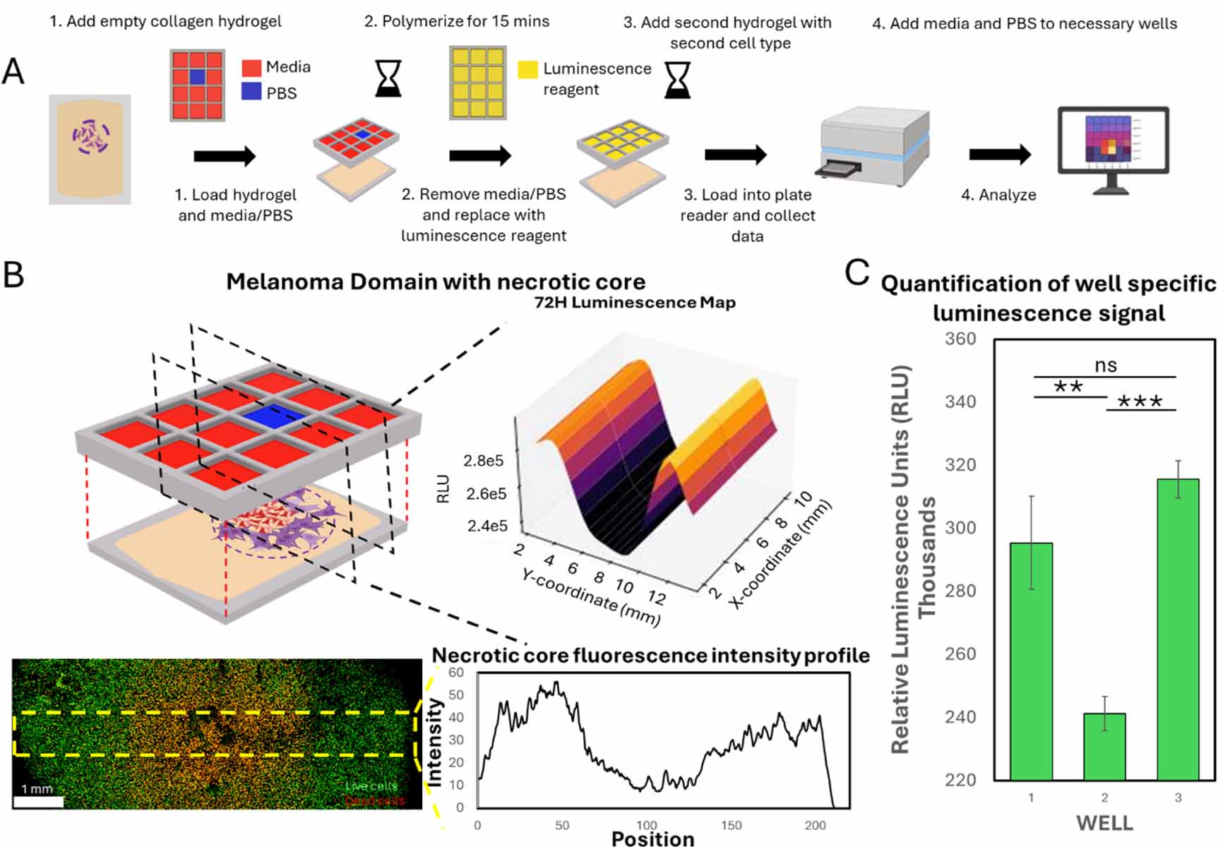Non-destructive luminescence and PET imaging to monitor tissue ...