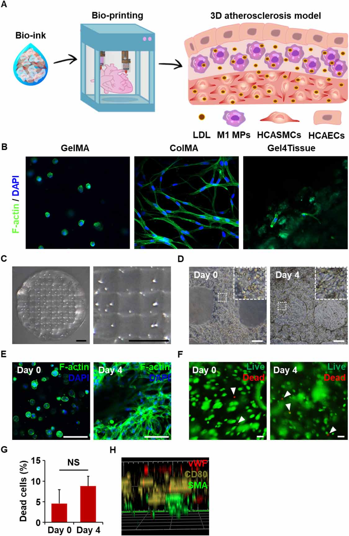 Validation of the exosomal protein SERPINA11 as a potential ...